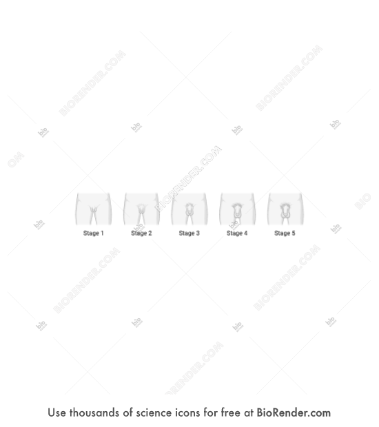 Free Male Genitalia Tanner Stages Icons Symbols And Images Biorender